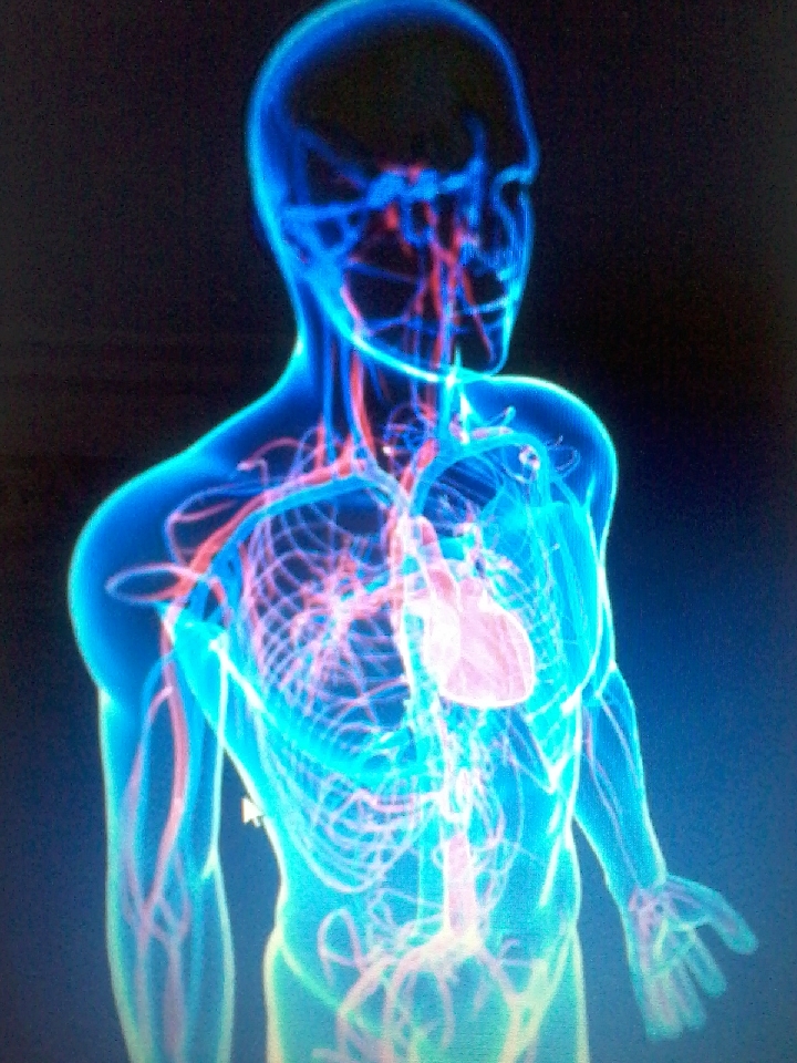 A Day In the Life of a Human Body | Wilson Quarterly